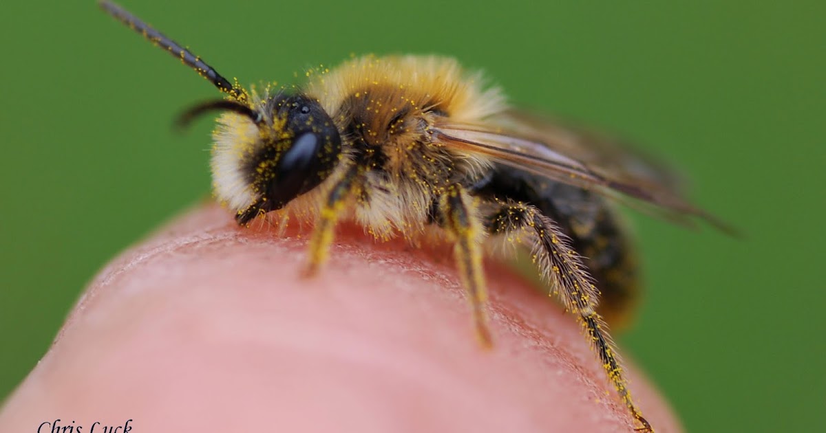 French wildlife and beekeeping: Spring bees in France - solitary and bumble