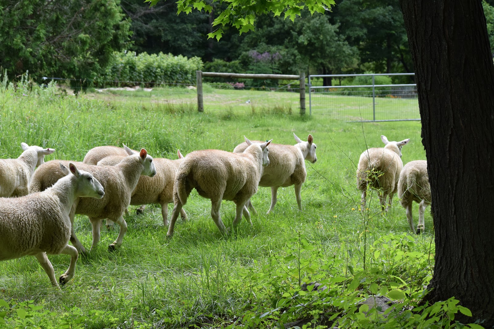Jericho, Vermont Photos: I lassoed a goat in Jericho, Vermont