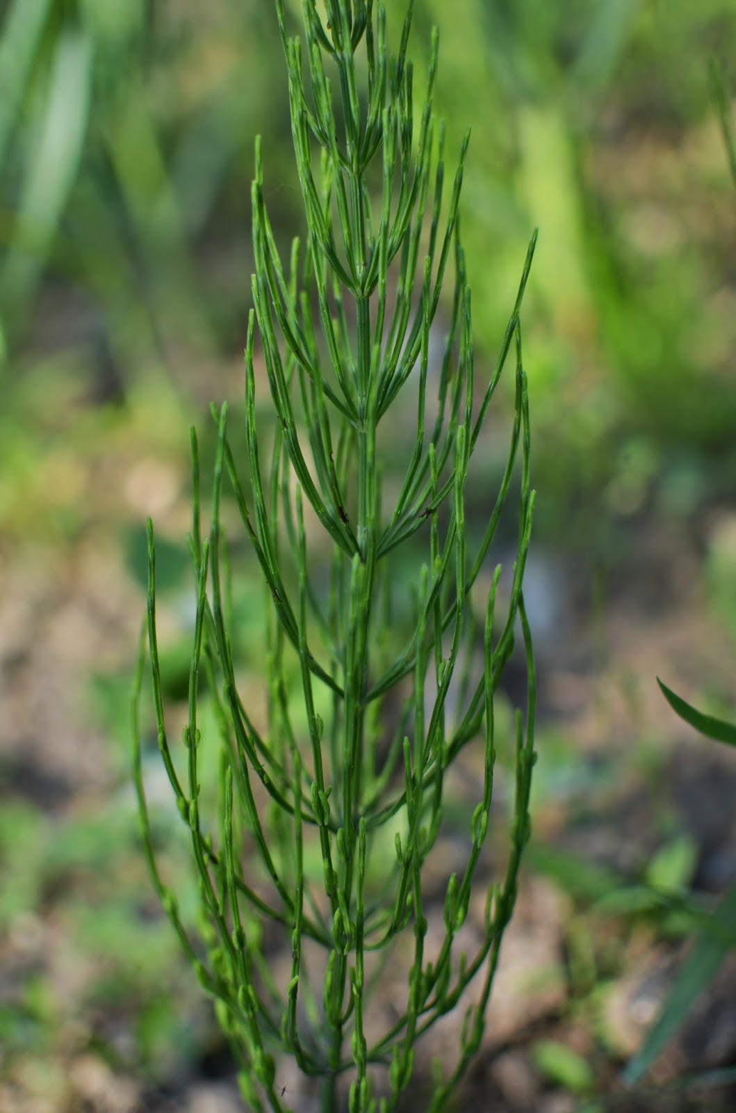 Čarovnije z male kmetije: Preslica