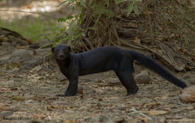ECOSISTEMAS DE COSTA RICA: 2018