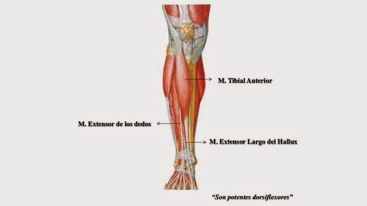 Liga de Anatomia ULBRA: MEMBROS INFERIORES -MÚSCULOS