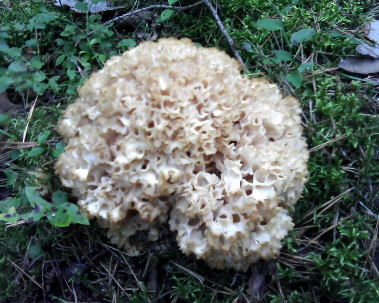 Grzybobranie czas zacząć!