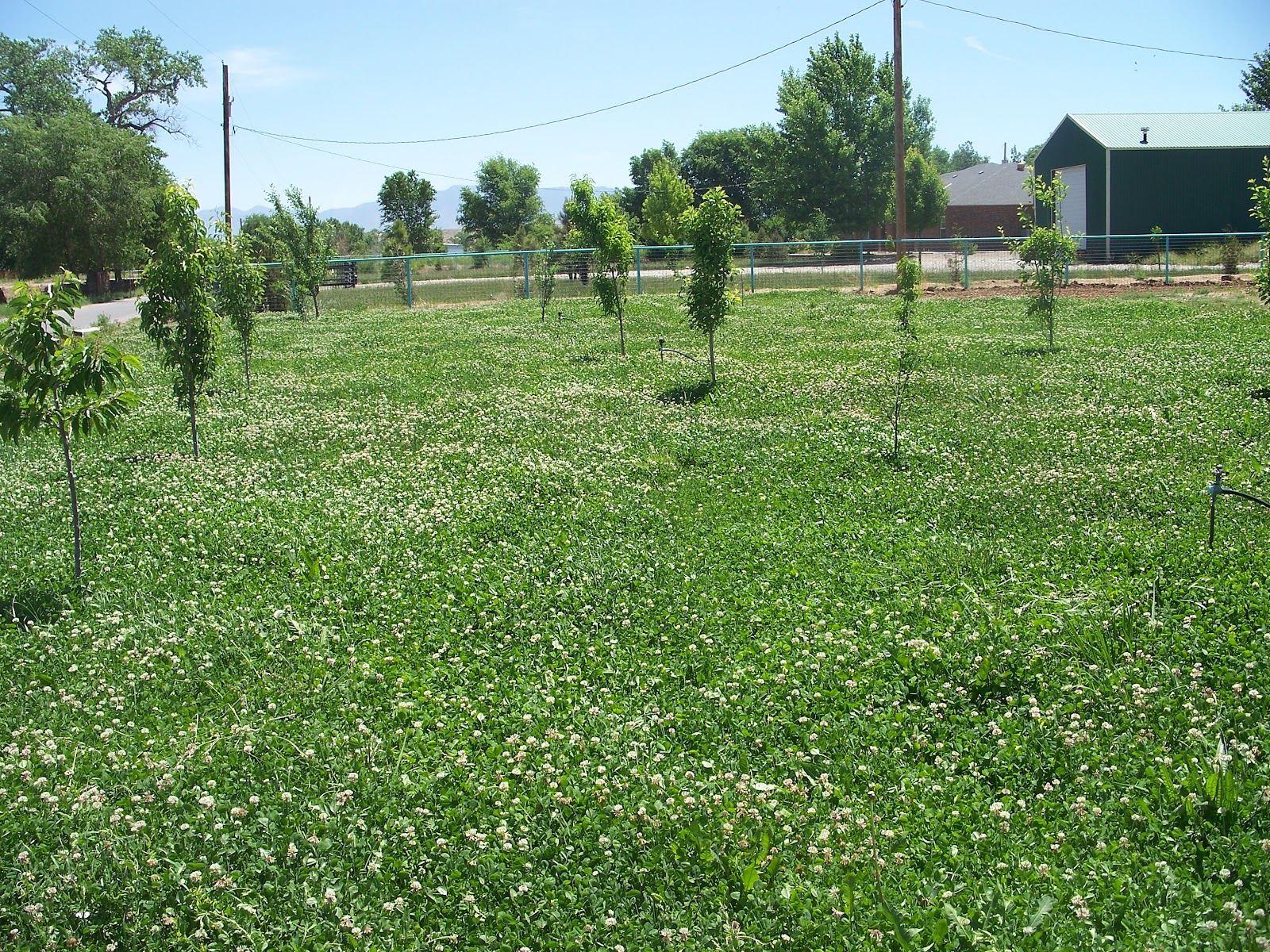 New Zealand White Clover an Orchard Cover Crop