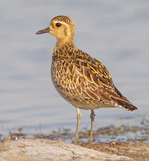 Pacific golden-plover photos | Birds of India | Bird World