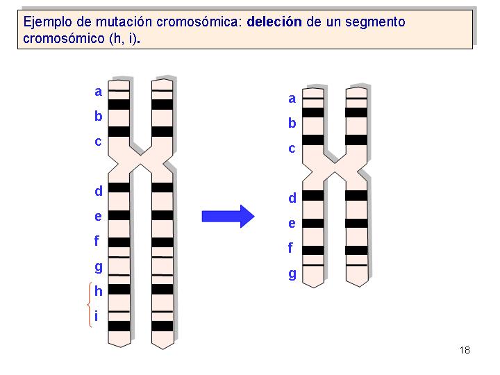 La Célula Tipos De Mutaciones Cromosómicas
