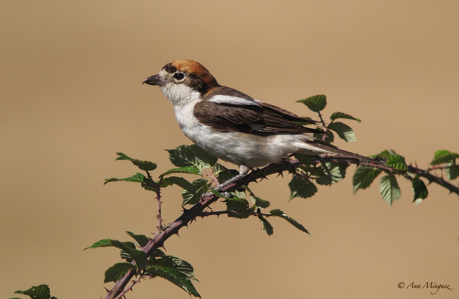 NATURANAFOTOS: Alcaudón común..