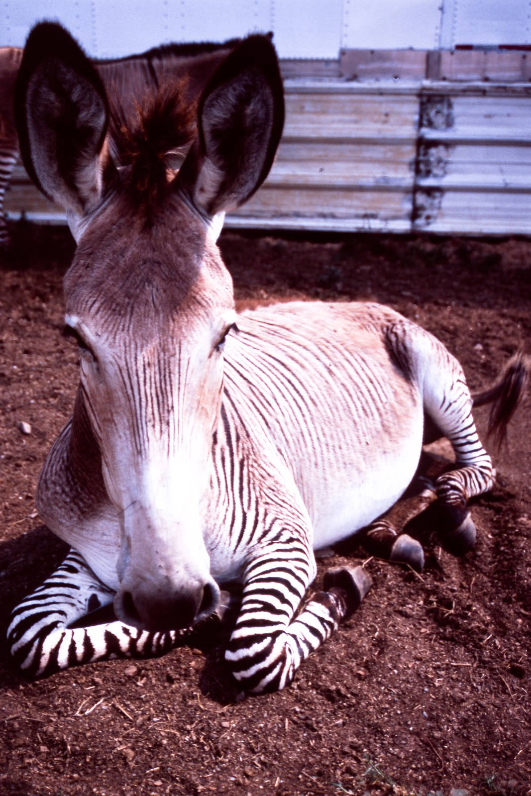 The Coburn Report: Shock The Zonkey!