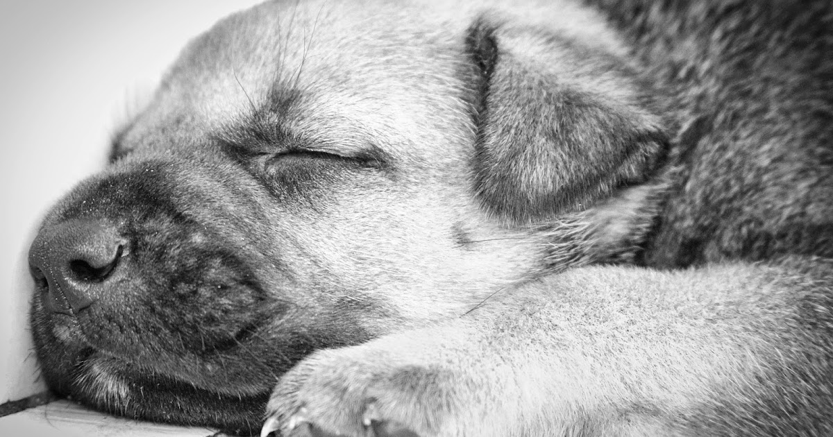 Ilmainen kuvapankki: Koirakuva