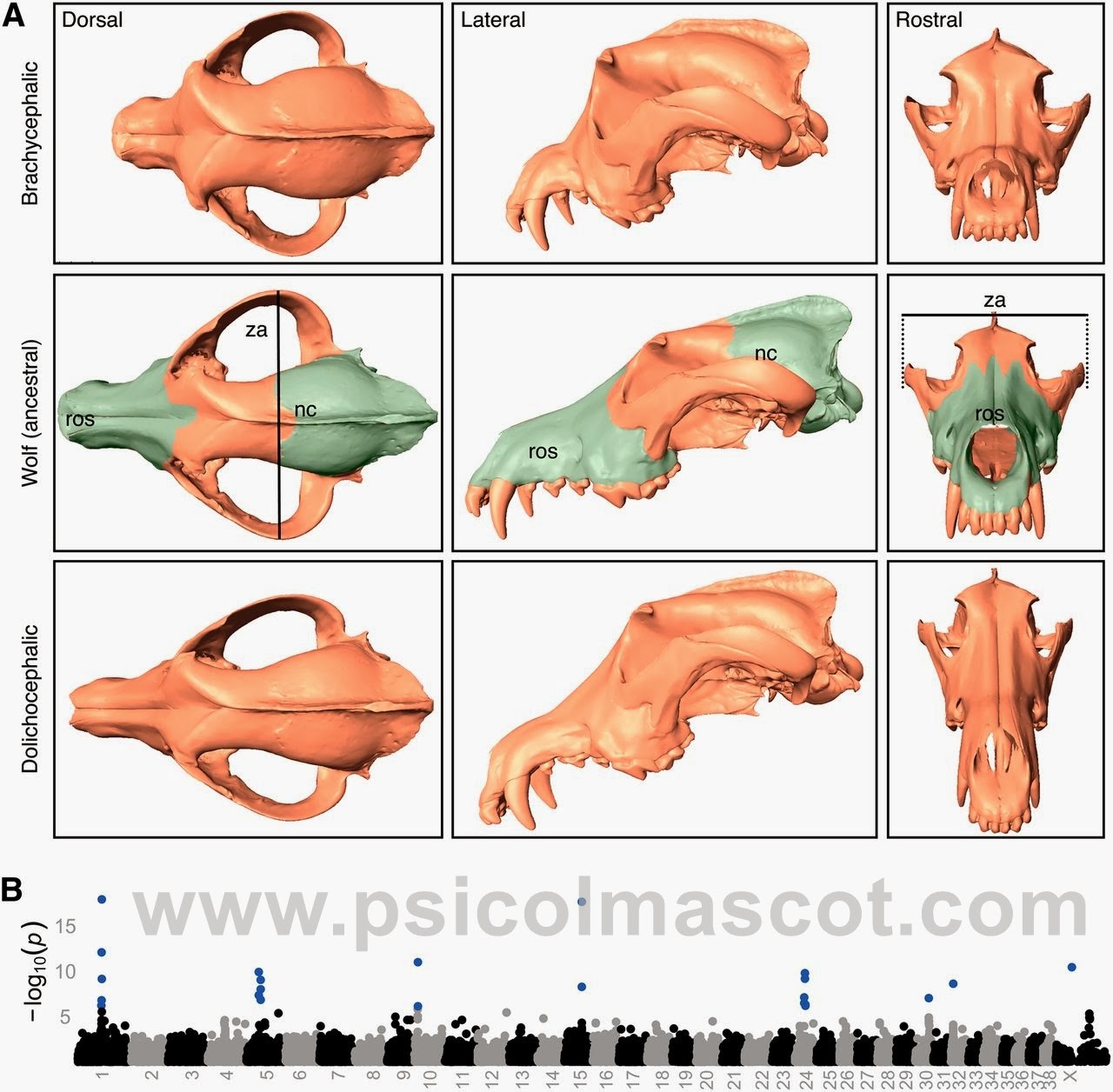 PSICOLMASCOT: La Anatomía del Perro