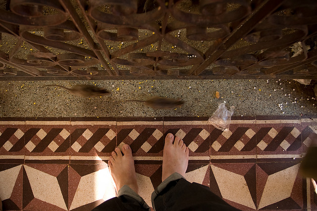 Krishna Sharanam: Holy Rats of Karni Mata