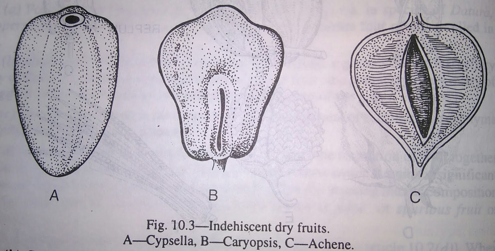 Indehiscent fruits-digieduco