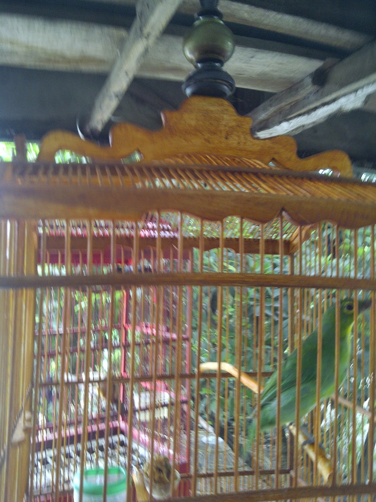 Keunikan Membuat Sangkar Burung Yang Elegan - Jual Sangkar Burung ...