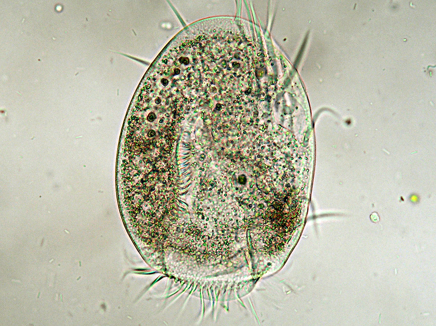PRESENTAZIONE SCIENZE