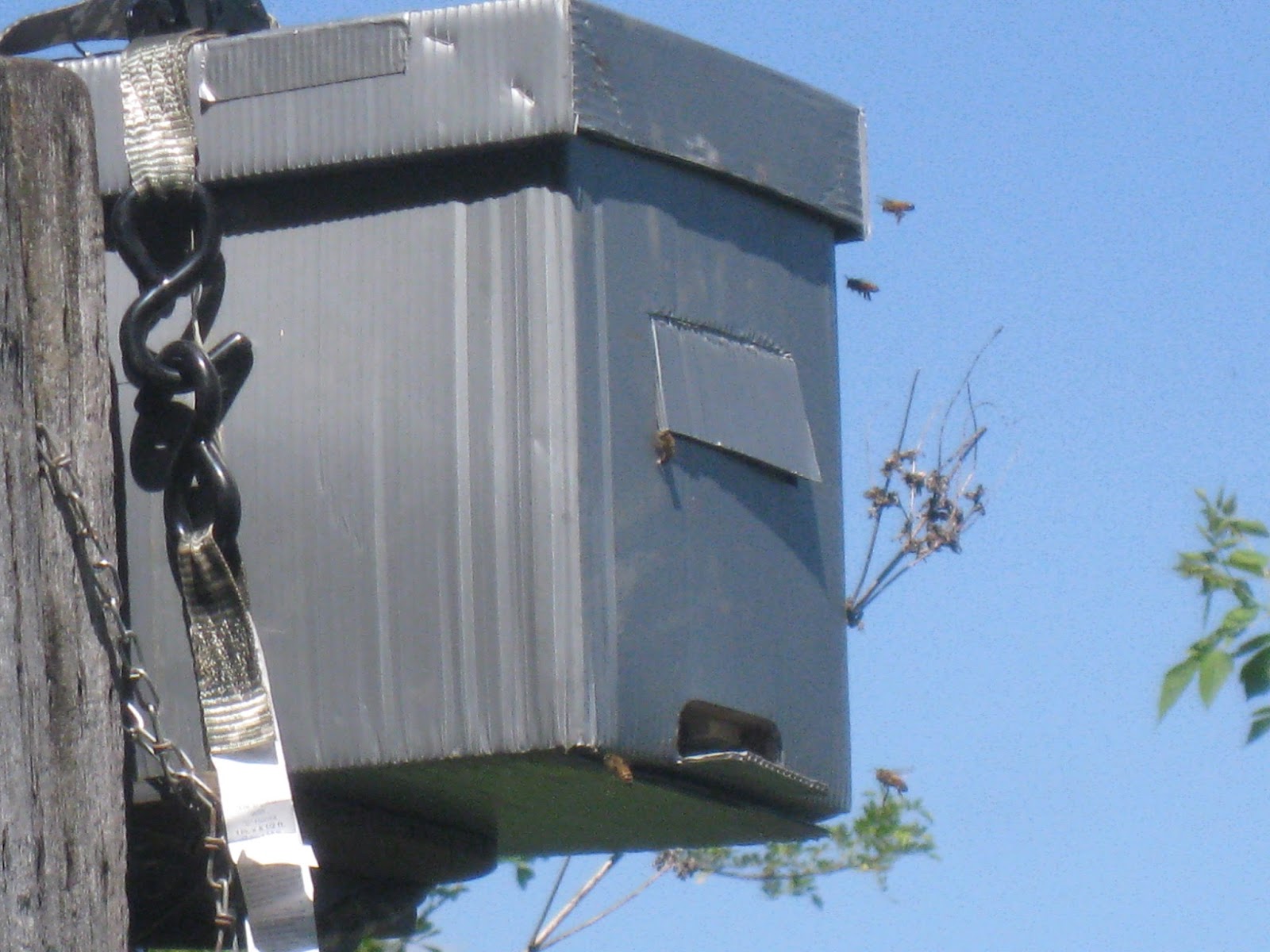 Heather's Honeybees: Sweet Success with OTS, On The Spot Queen Rearing