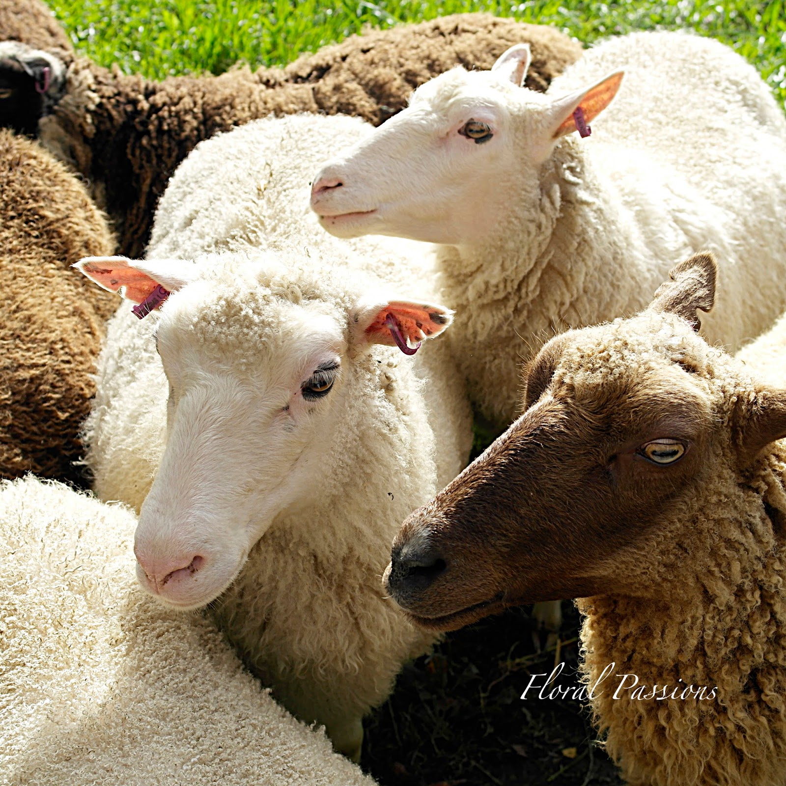 Floral Passions: Finnsheep - Nordic Speciality