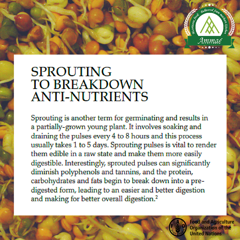 How come sprouting breaks down anti-nutrients? ~ Ammae Food Products