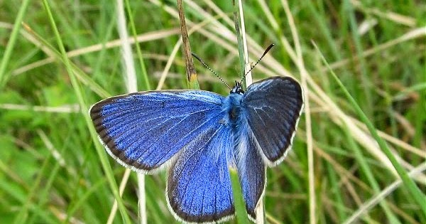 Alcon azul (Alcon phengaris o Alcon maculinea)