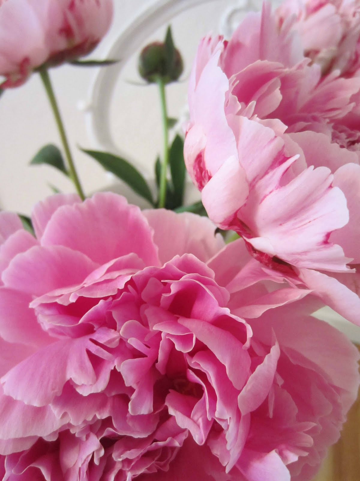 The French Circus: Pretty Peonies