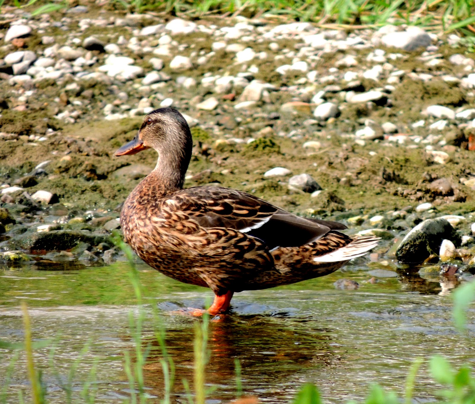Naturaleza Viva : Pato rio Ripoll (Anade friso hembra (Anas strepera)