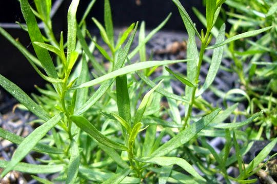 Tarragon Tea Benefits ~ Healthy Tea 101