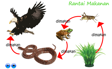 JARING-JARING MAKANAN, RANTAI MAKANAN DAN PIRAMIDA MAKANAN