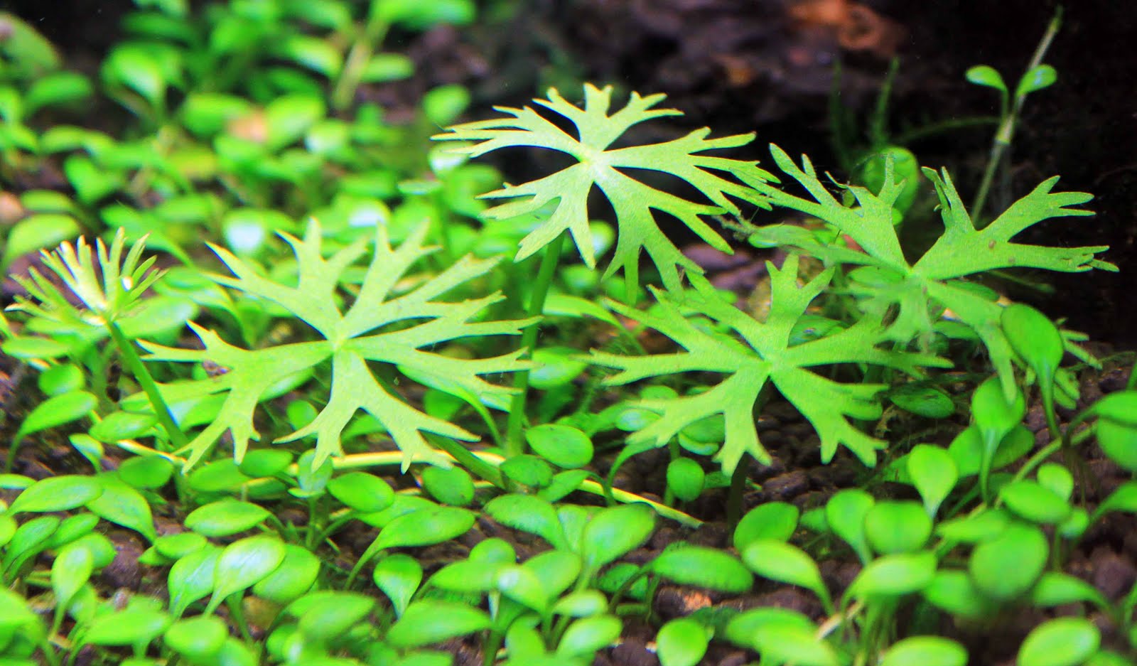 Ranunculus inundatus ~ Recavox Blog Aquascape