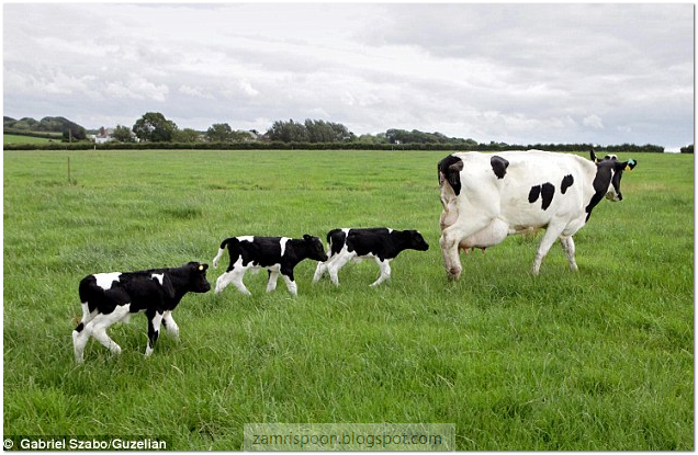 Menakjubkan ! Ibu Lembu Melahirkan Anak Lembu Kembar Tiga ~ zamrispoon