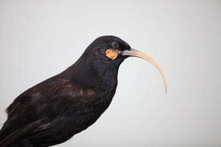 ellaQuaint: Mr and Mrs Z Huia