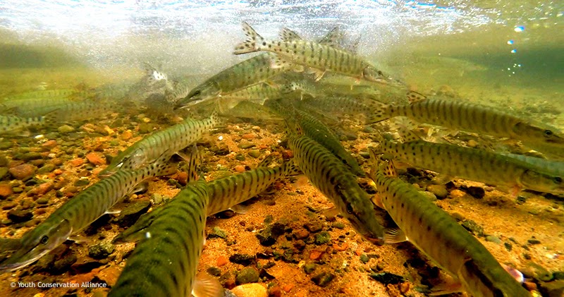 Microscope World Blog: Muskie Fish under the Microscope