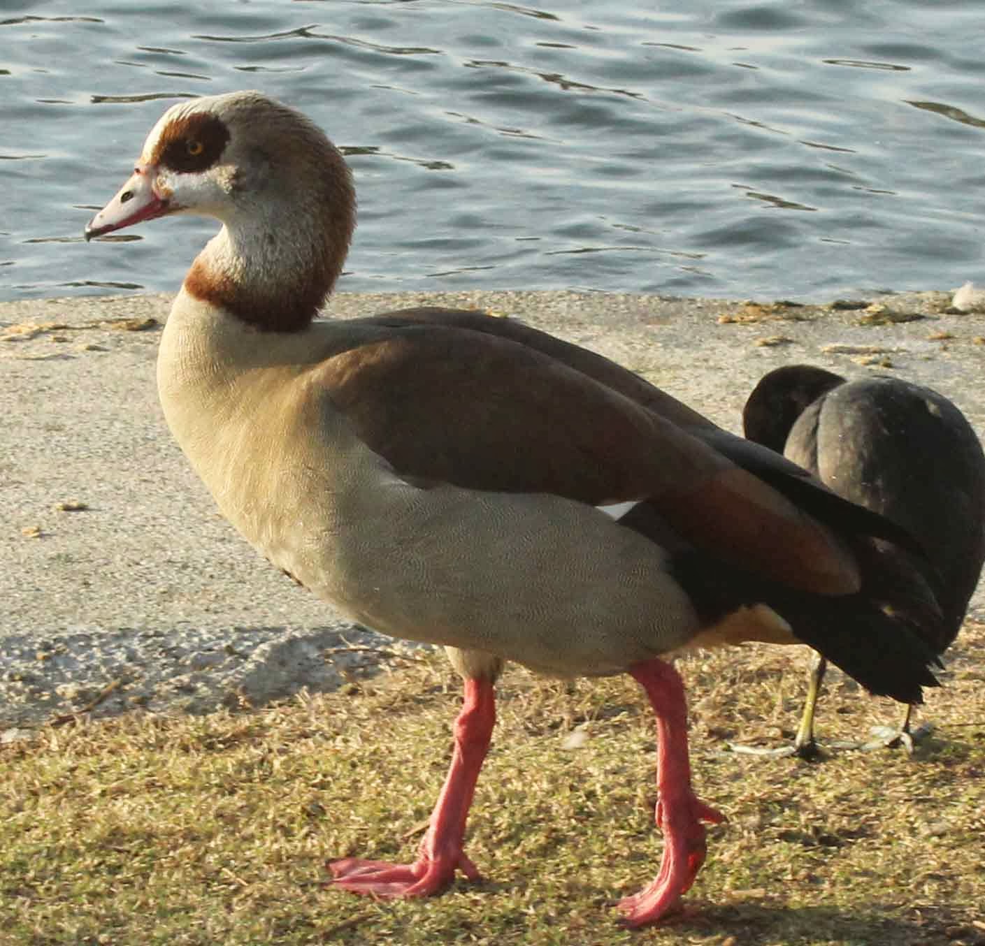 Tree in the Door's Fauna and Flora: Egyptian Goose