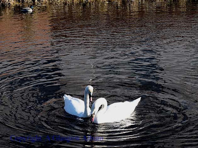 A Glasgow Album: Sampler 1: Some Forth and Clyde Canal Photies
