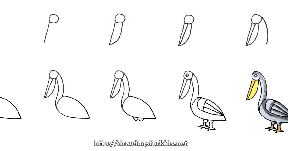 How to draw a Pelican for kids