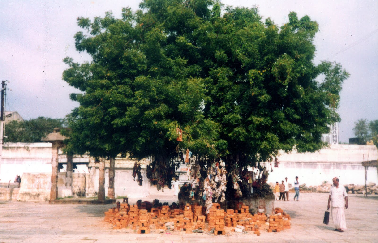 The Miracle of Neem!