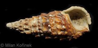 Poznávačka: Měkkýši