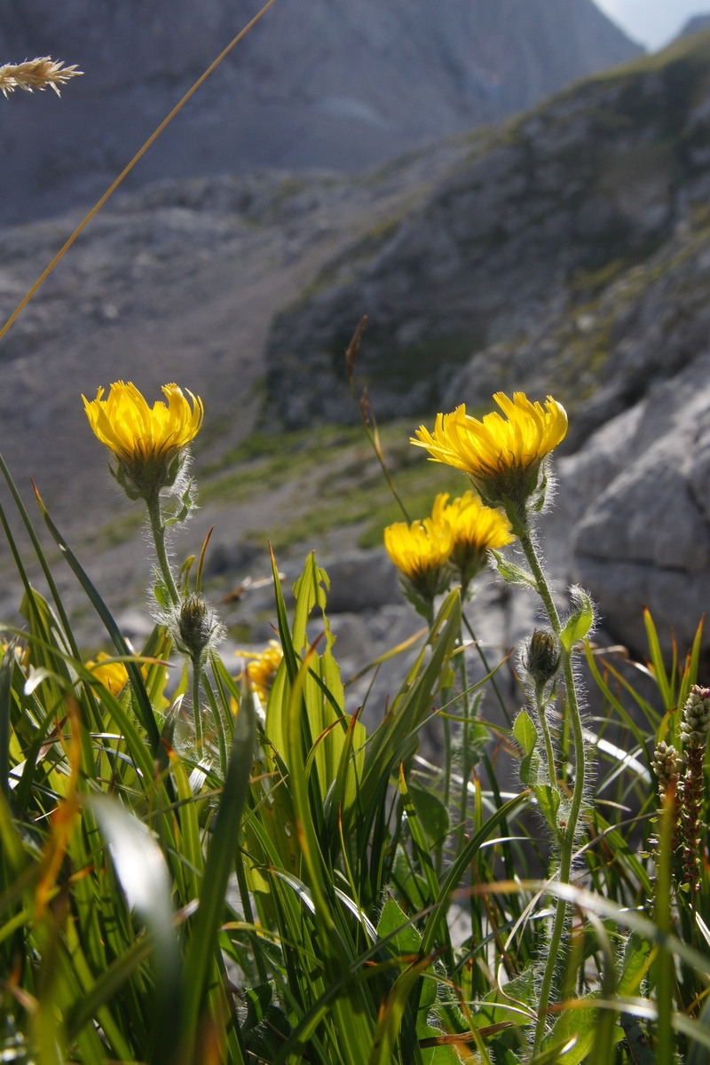 Plant World: Hieracium villosum