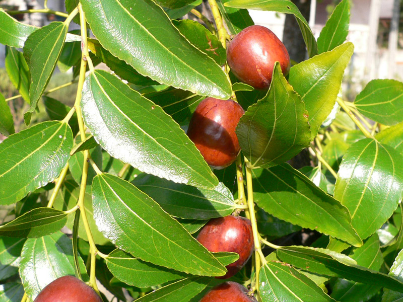 Εύη Κόκκαλη: Ζιζυφος (Zizyphus), Tζιτζιφιά