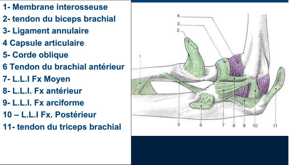 Un médecin du sport vous informe: Le coude traumatique du sportif
