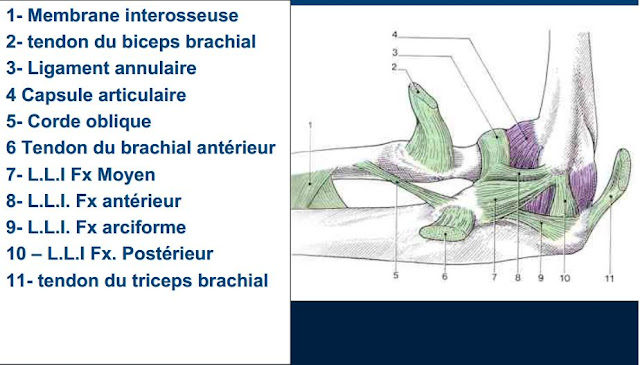 Un médecin du sport vous informe: Le coude traumatique du sportif