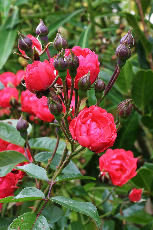 John & Maria's Garden Pages: Garden Bloggers' Bloom Day - June 2011