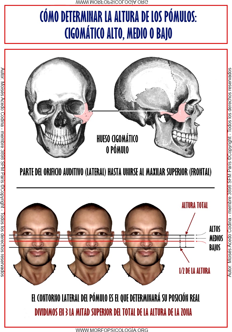 Moisés Acedo Codina: ALTURA DE PÓMULOS Y LAS EMOCIONES