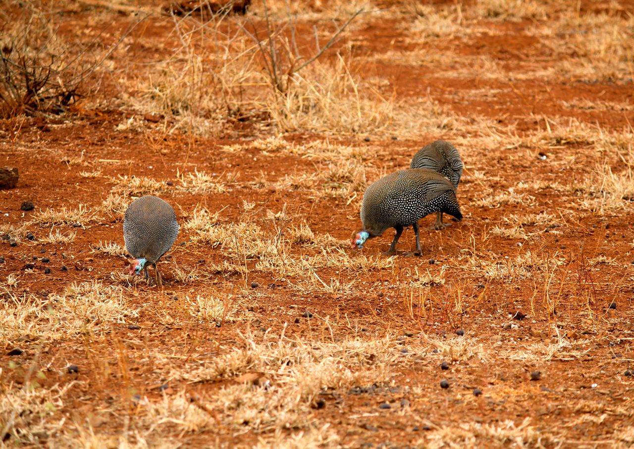 Tales from the Tulls: Amazing Birds