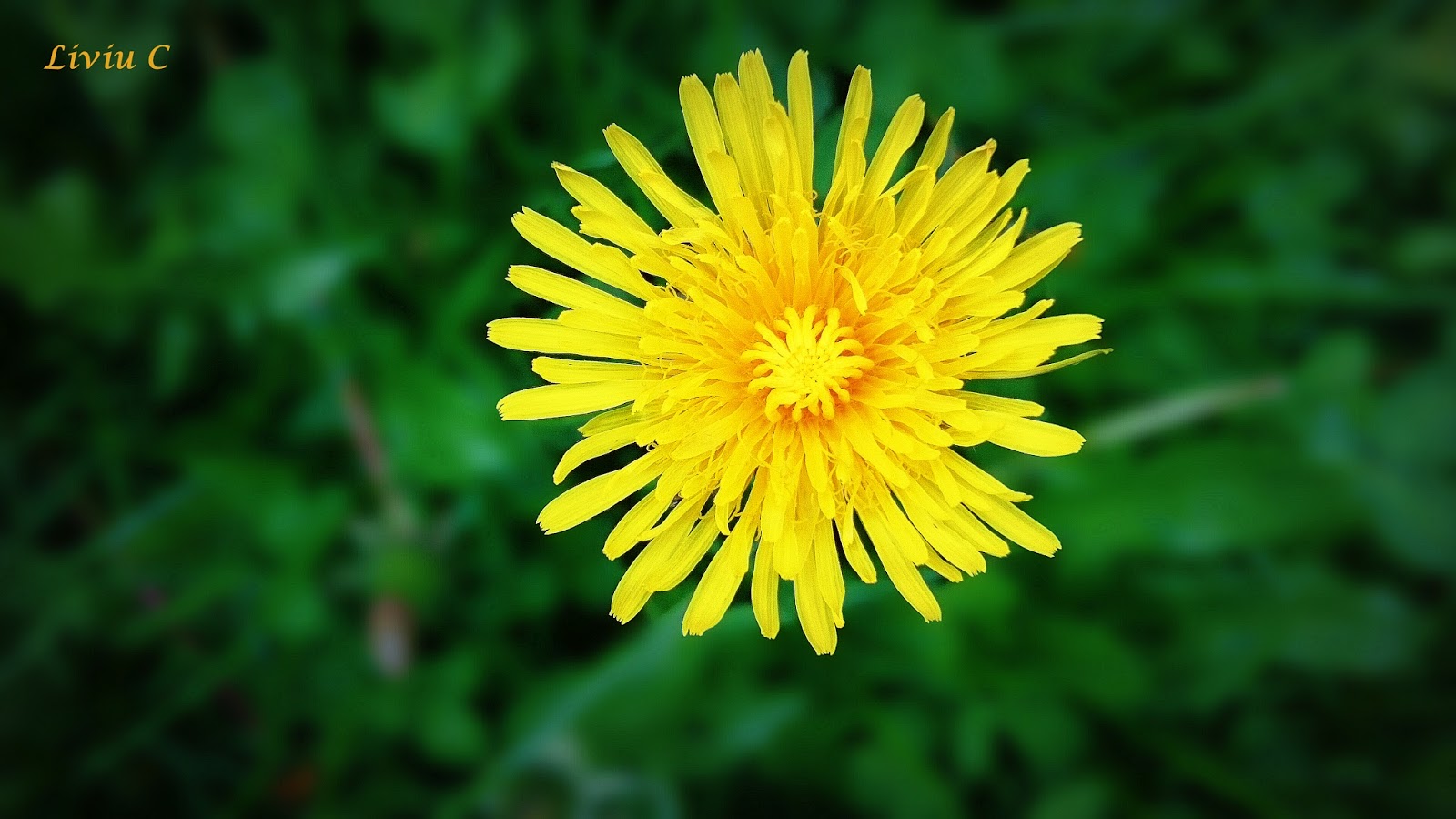 Liviu C: floricele pe campii ...