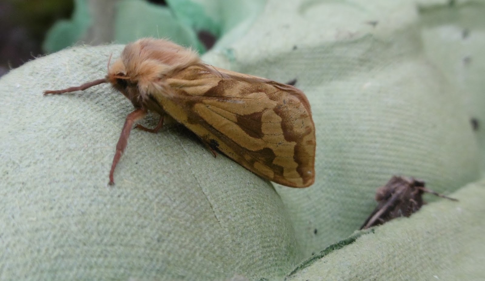 Martin's Moths: Number One