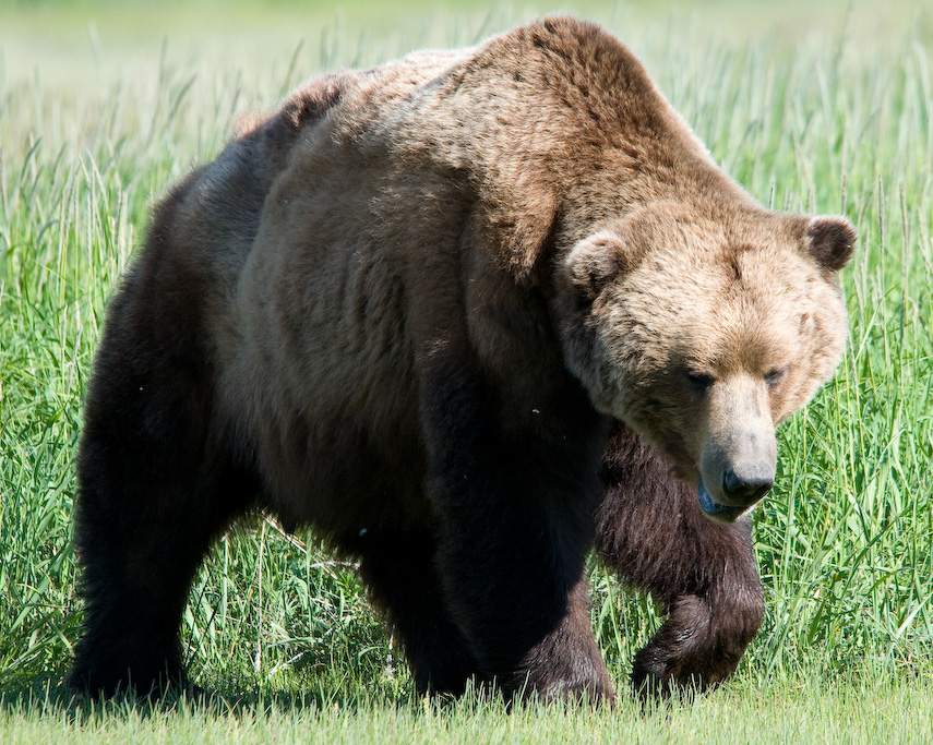 Prairie Rose Publications: THE CALIFORNIA GRIZZLY