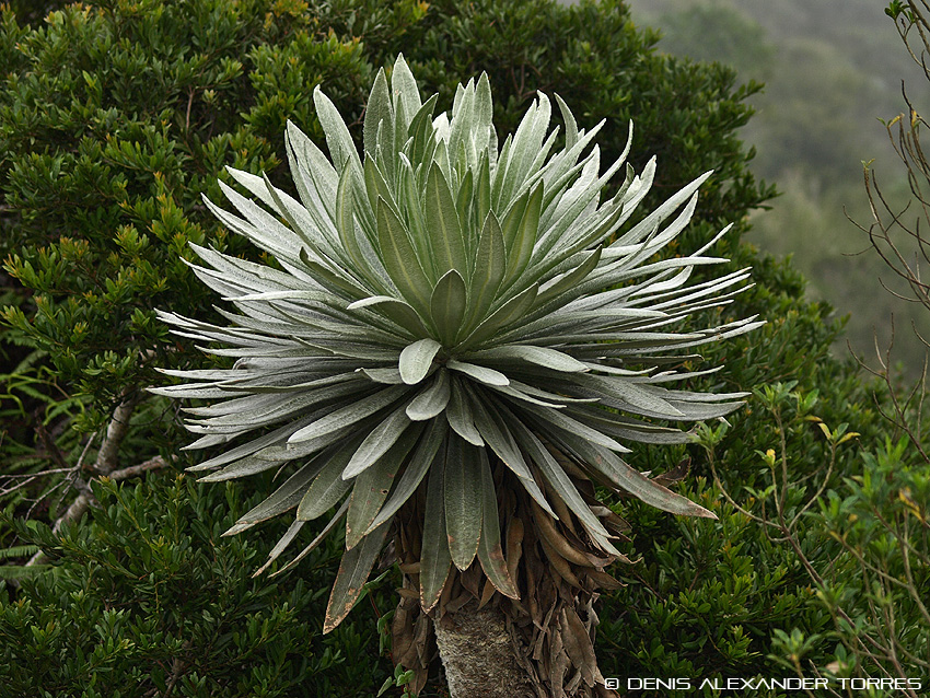 VISION TORRES - IMAGENES DE NUESTRO MUNDO: FRAILEJONES: SÍMBOLOS DEL ...