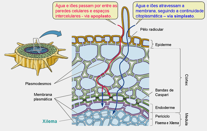 MINHALOGIA: Teorias Explicativas do Transporte pelos Tecidos Xilémicos ...