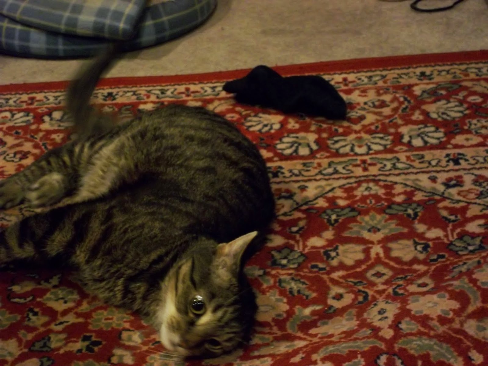 Friends 'nd Family: CAT - DRUG ADDICT AND THE PROPRIETARY ATTITUDES