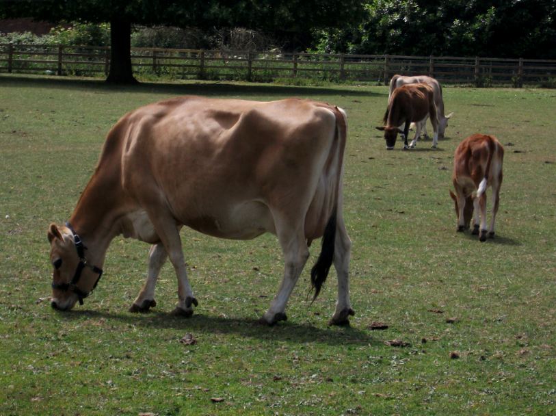 Vinnyman's Birding and Nature Blog.: Sheldon Country Park and Old ...