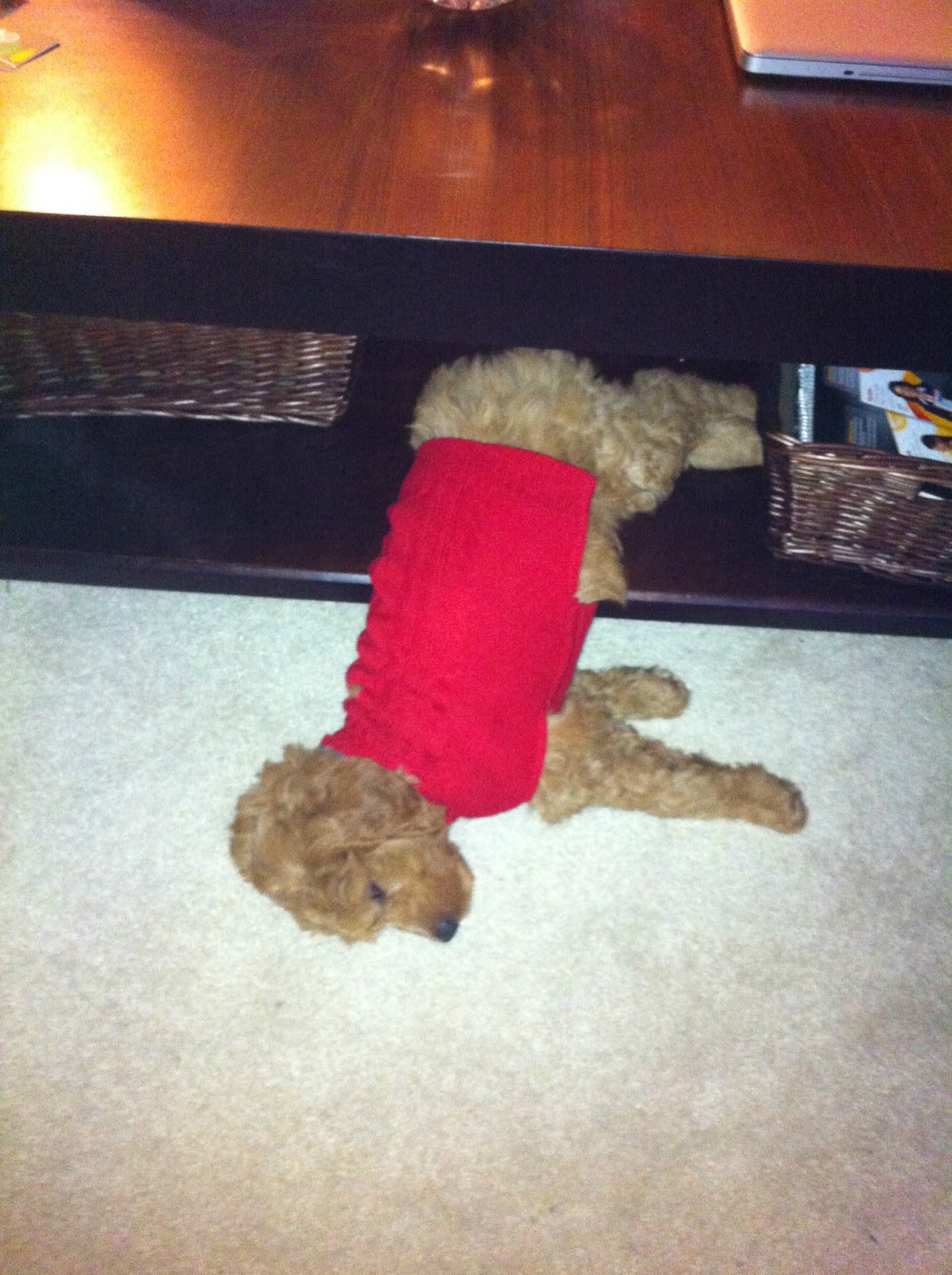 Our New Puppy - My Girlish Whims