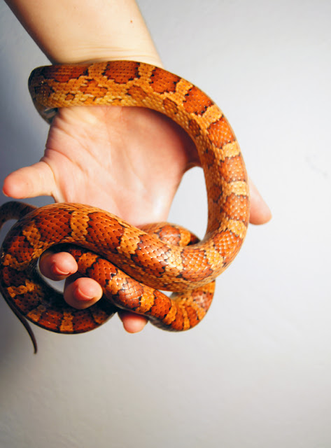 Our Beautiful World: Beautiful red snakes